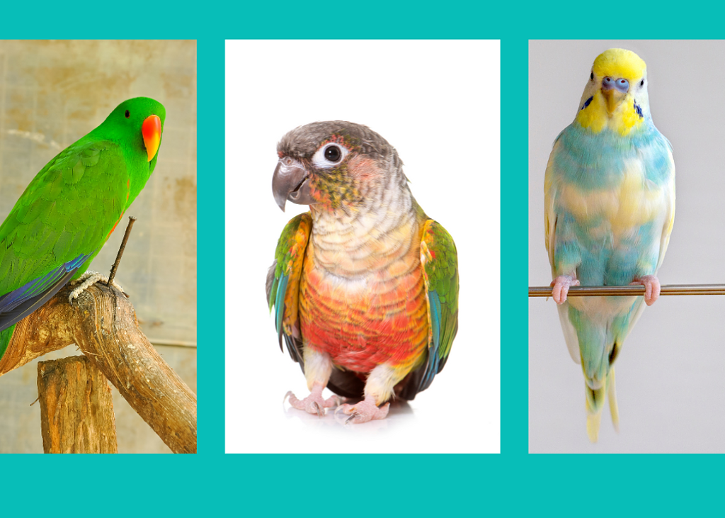 Pet Parrots Types